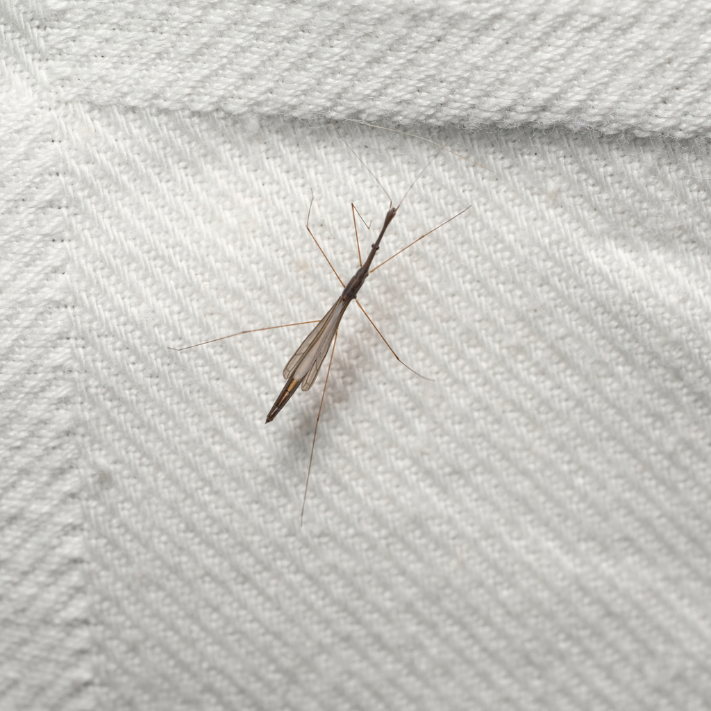 Hydrometra from Caddo Lake National Wildlife Refuge, Zeugner Dr ...