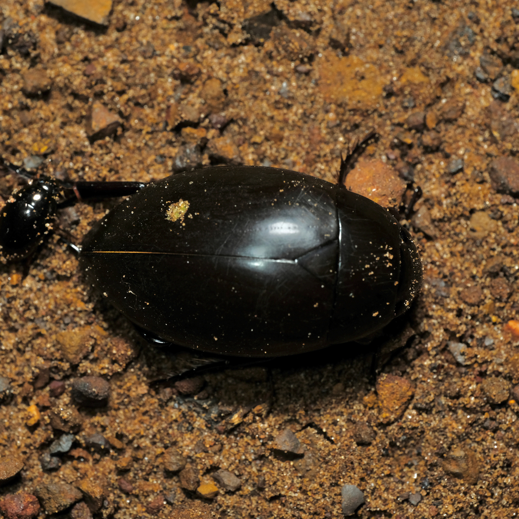 Hydrophilus ovatus from Caddo Lake National Wildlife Refuge, Zeugner Dr ...
