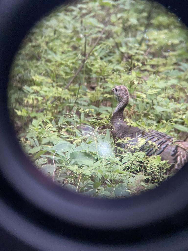 Wild Turkey from Point Pelee National Park, Leamington, ON, CA on June ...