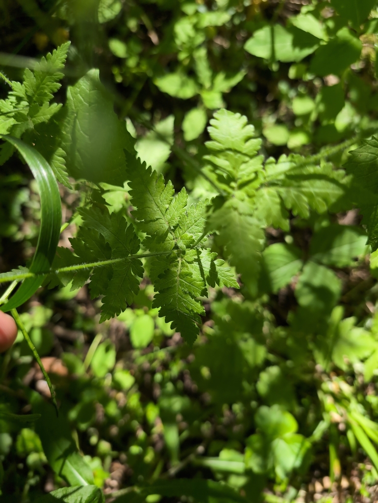 hairy sweet cicely from Adams County, US-WI, US on June 10, 2024 at 09: ...