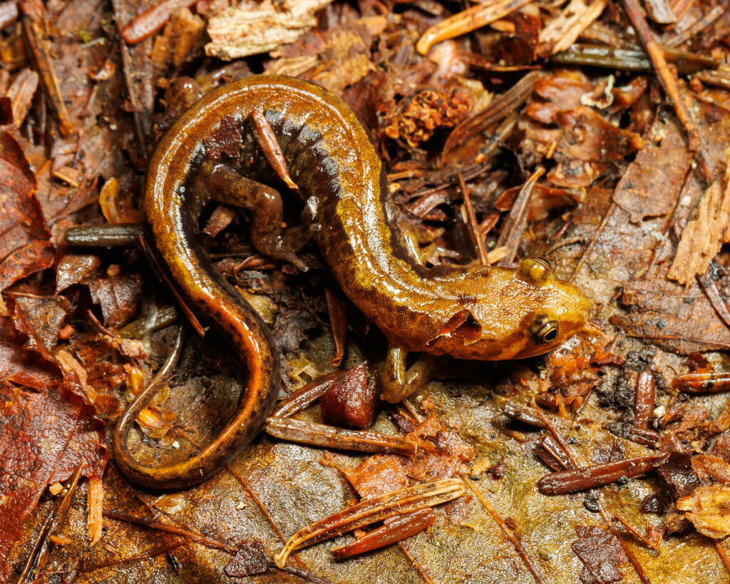 Dusky Salamanders in June 2024 by Chris Rorabaugh · iNaturalist