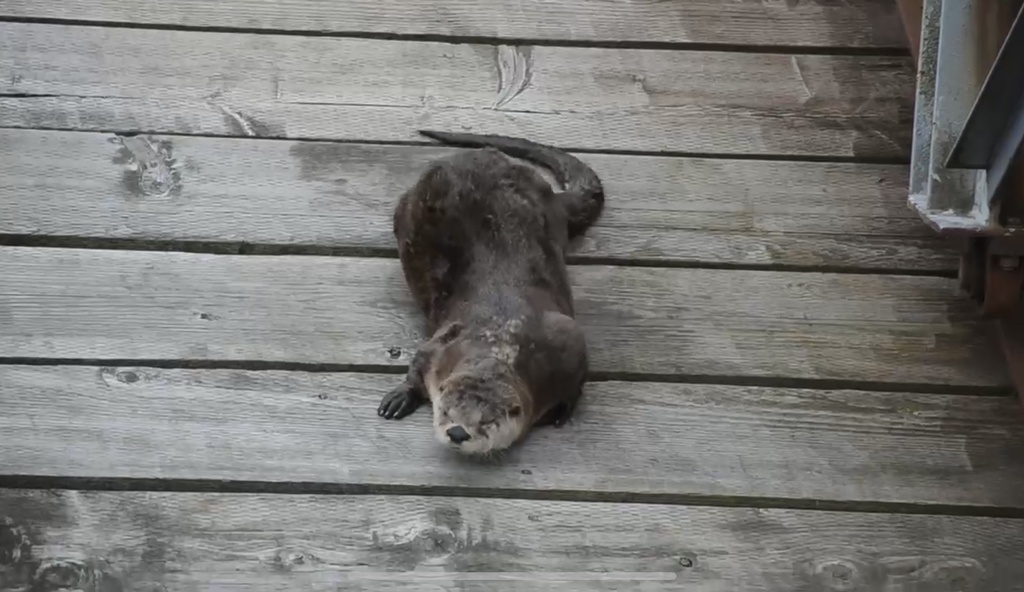 North American River Otter from Prince Rupert Harbour, Prince Rupert ...