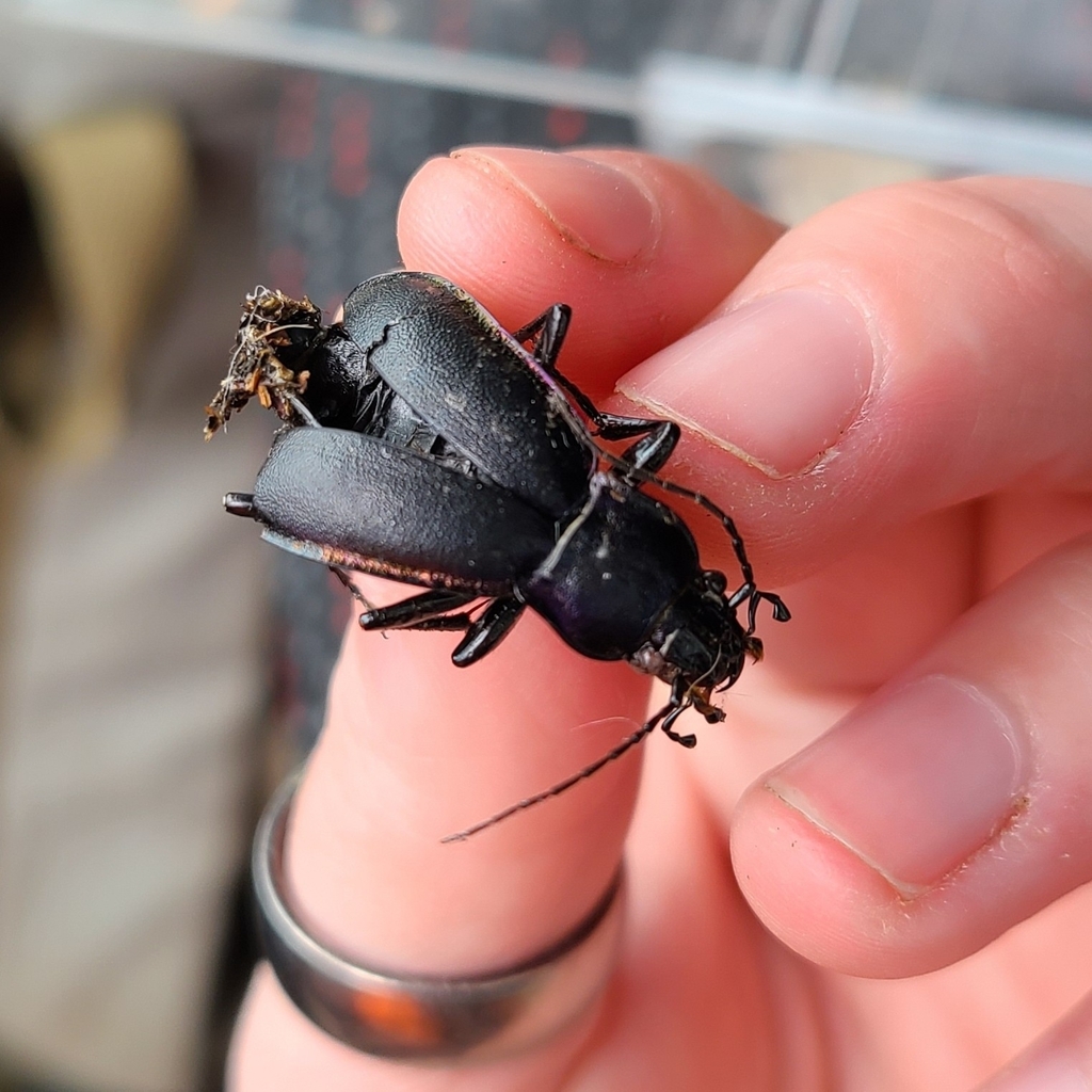 Violet ground beetle from Aldridge, Walsall WS9, UK on 05 June, 2024 by ...