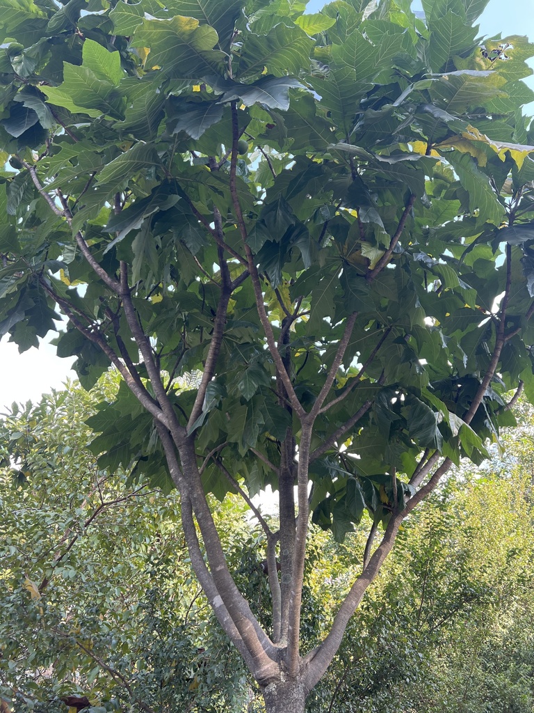 genip-trees from Acesso à Ciclovia do Rio Pinheiros, São Paulo, SP, BR ...
