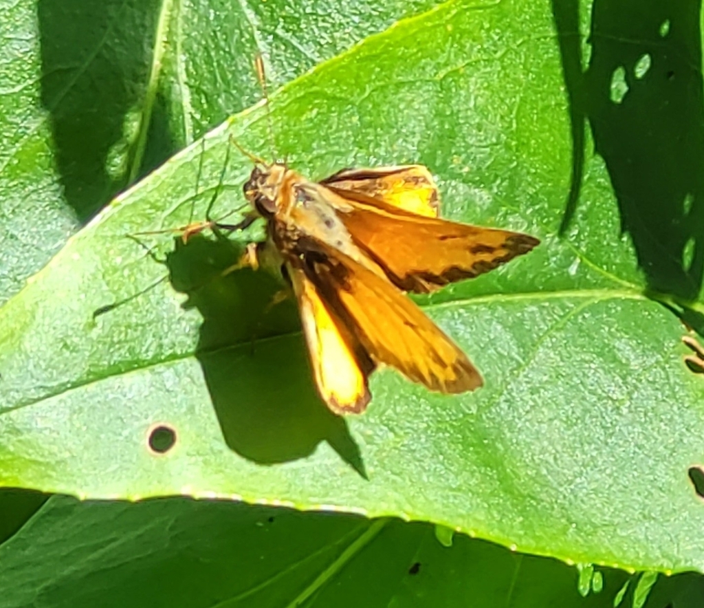 Zabulon Skipper from Takoma Park, MD 20901, USA on June 10, 2024 at 10: ...
