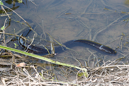 South American Lungfishes (Family Lepidosirenidae) · iNaturalist
