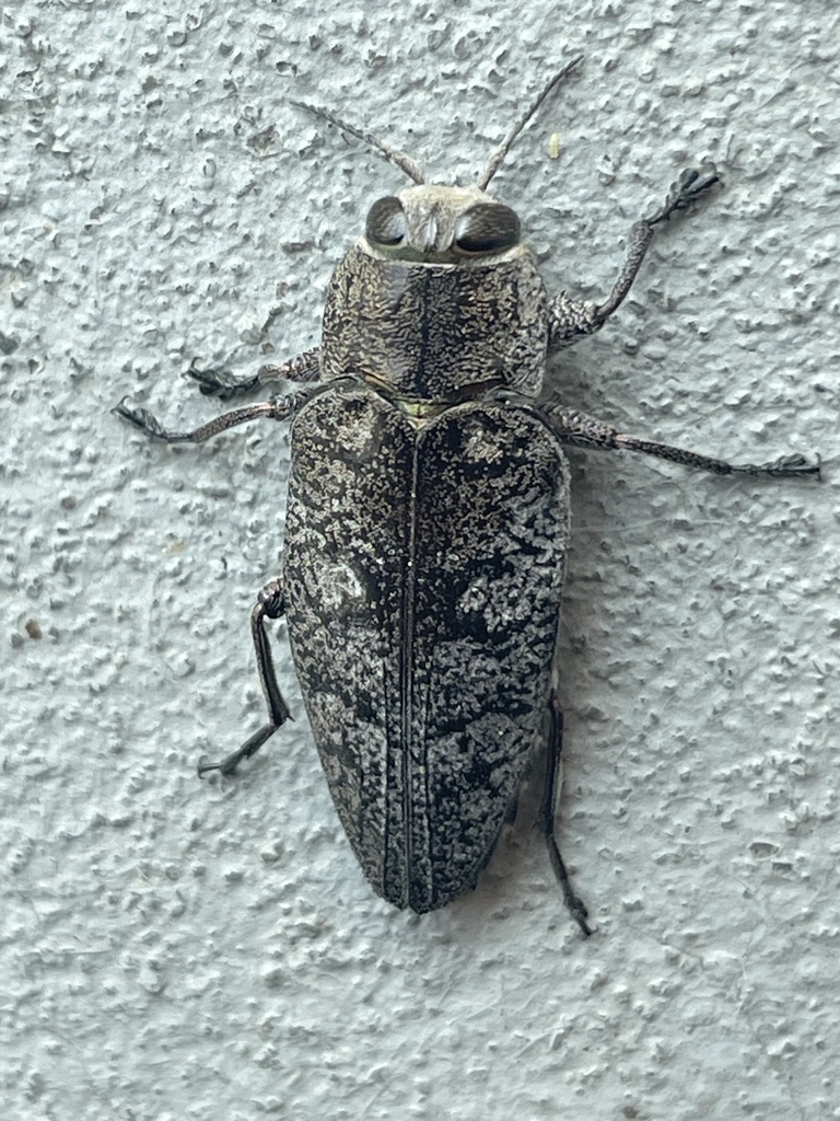 Water, Rove, Scarab, Long-horned, Leaf, and Snout Beetles from Calzada ...