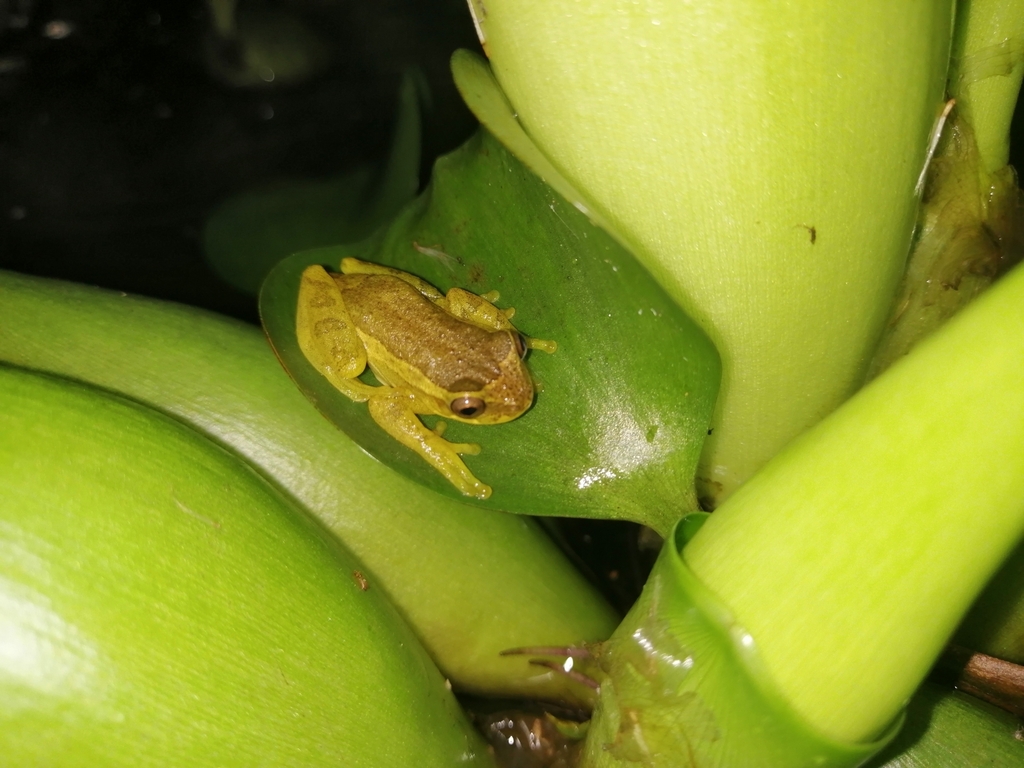 Boettger's Colombian Tree Frog from V85C+QV, Dosquebradas, Risaralda ...