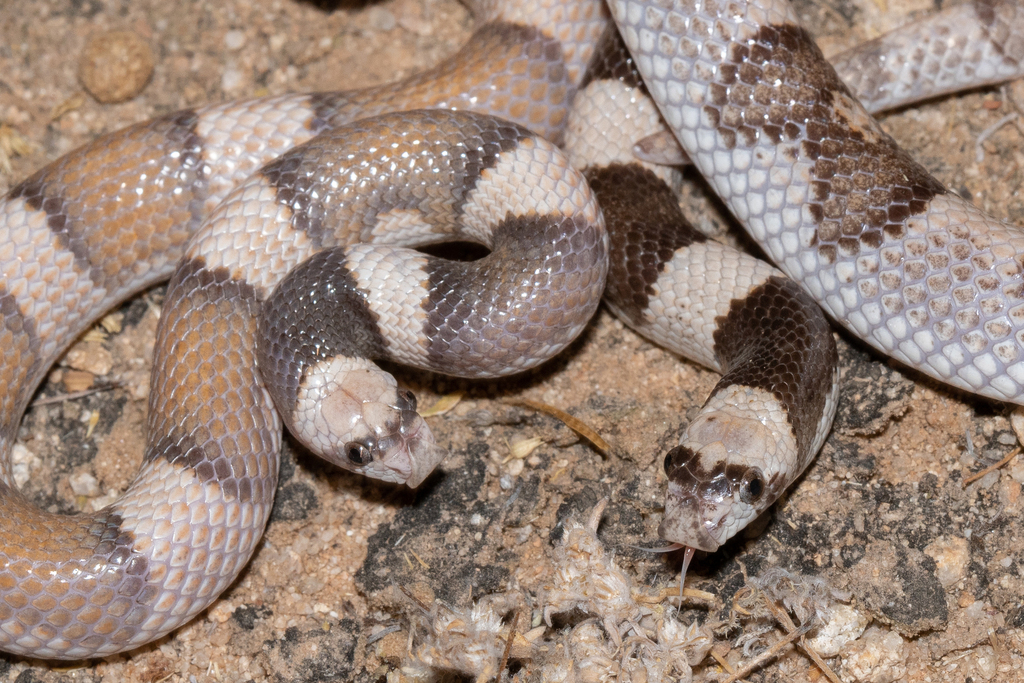 Saddled Leafnose Snake from Oro Valley, AZ, USA on June 8, 2024 at 11: ...