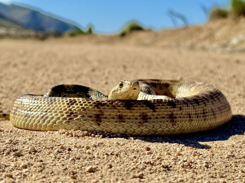 Gopher Snake from Joshua Tree National Park, Yucca Valley, CA, US on ...