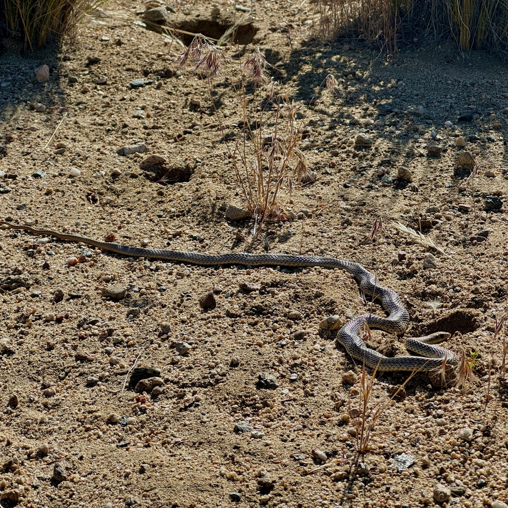 Western Patch-nosed Snake from Joshua Tree National Park, Desert Hot ...