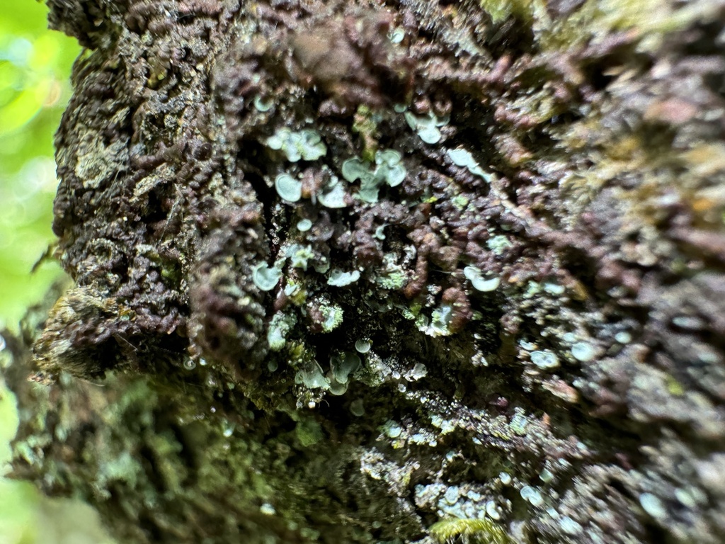 Elf Ears lichen from Forêt Domaniale de Gaël-Paimpont, Paimpont ...