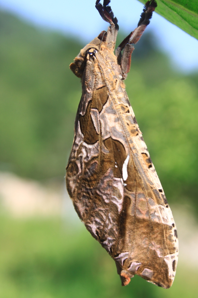 Phassus from Jilotepec, Ver., México on May 19, 2019 at 10:47 AM by Big ...
