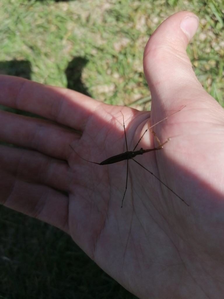 Eurasian Water Stick Insect from Parksepa, Võru County, Estonia on June ...