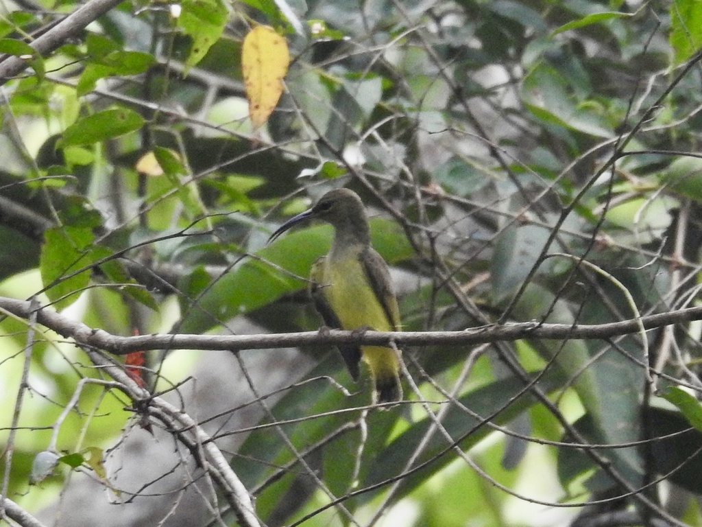 Little Spiderhunter from Sumatra, Kabupaten Tapanuli Selatan, Sumatera ...