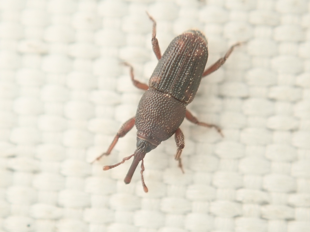 Maize Weevil from 金剛生駒紀泉国定公園, 河内長野市, 大阪府, JP on June 8, 2024 at 08:43 ...