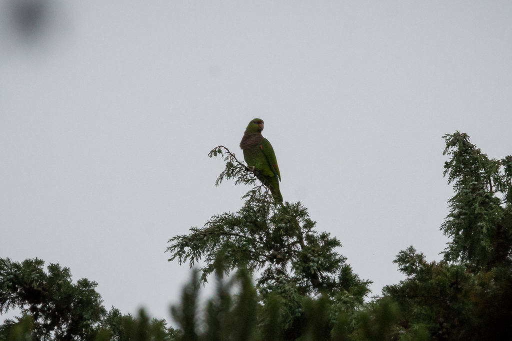 Vinaceous-breasted Parrot in October 2018 by Celso Modesto Jr ...