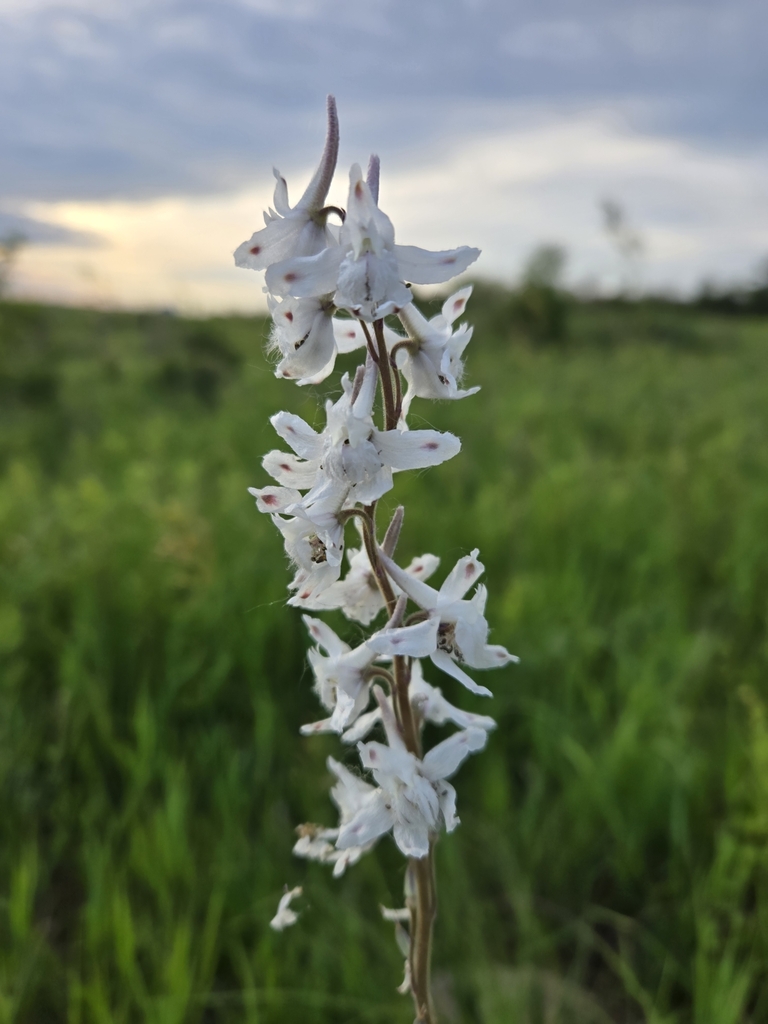 Wild Blue Larkspur from Lancaster County, US-NE, US on June 11, 2024 at ...