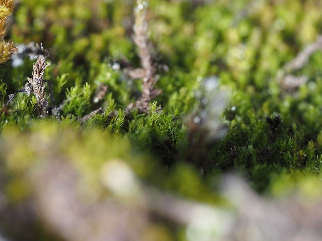 Takakia lepidozioides in June 2024 by hidehiko_i · iNaturalist