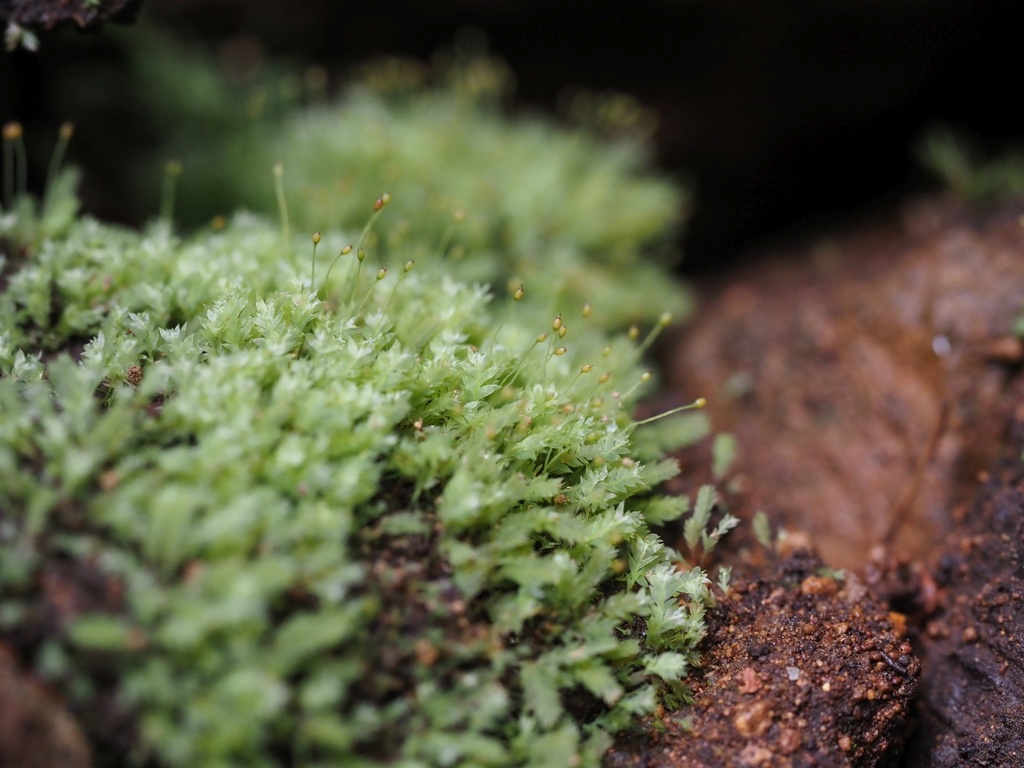 Luminous Moss in June 2024 by hidehiko_i · iNaturalist