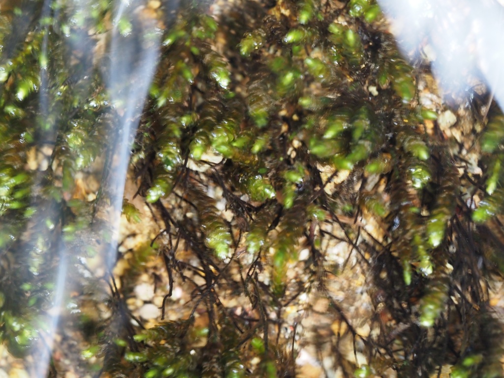 Platyhypnidium Moss in June 2024 by hidehiko_i · iNaturalist