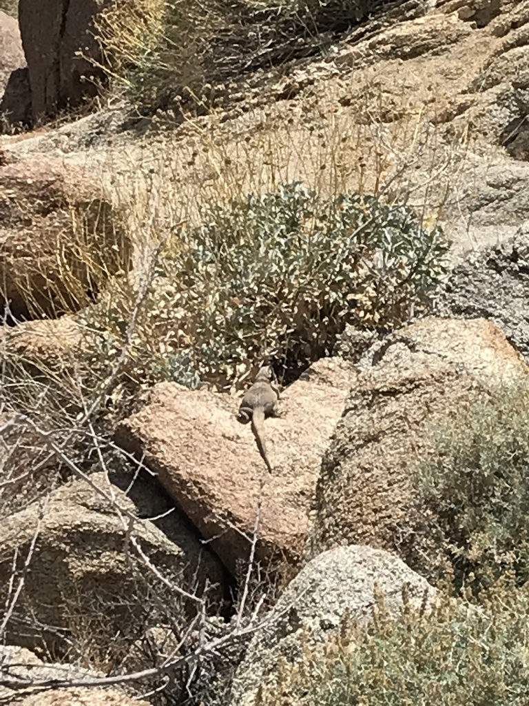 Common Chuckwalla from Santa Rosa Wildlife Area, Riverside, California ...
