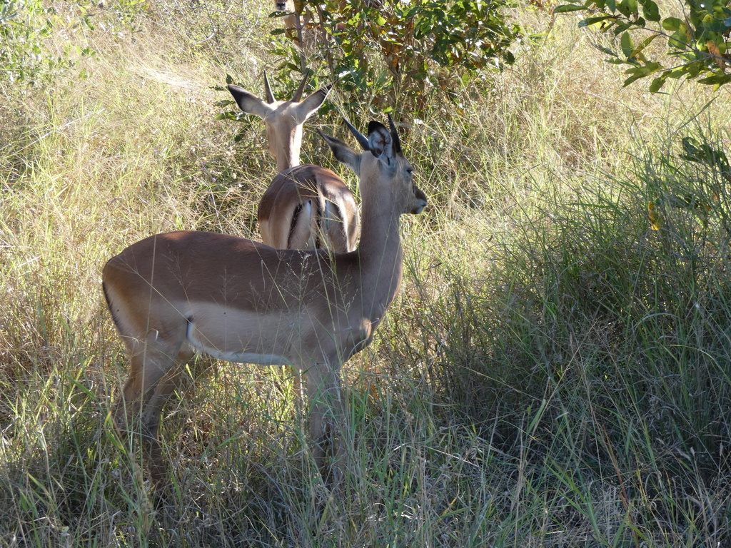 Common Impala from Kruger National Park, Skukuza, MP, ZA on June 1 ...