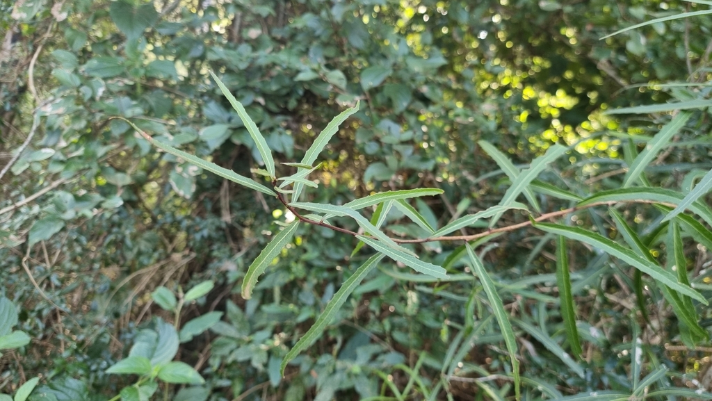 Orange Boxwood from Stalworth QLD 4613, Australia on June 5, 2024 at 03 ...