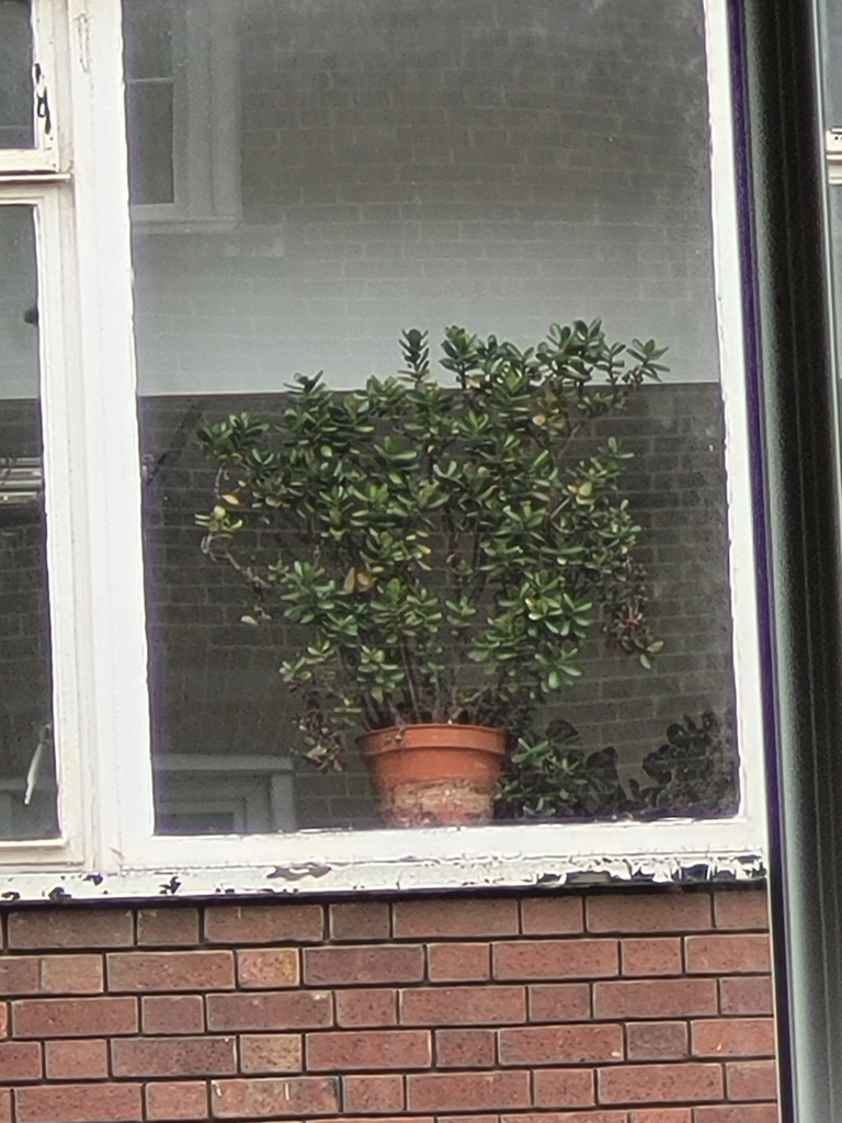 dicots from Simon Building, Manchester M13 9PS, UK on June 11, 2024 at ...