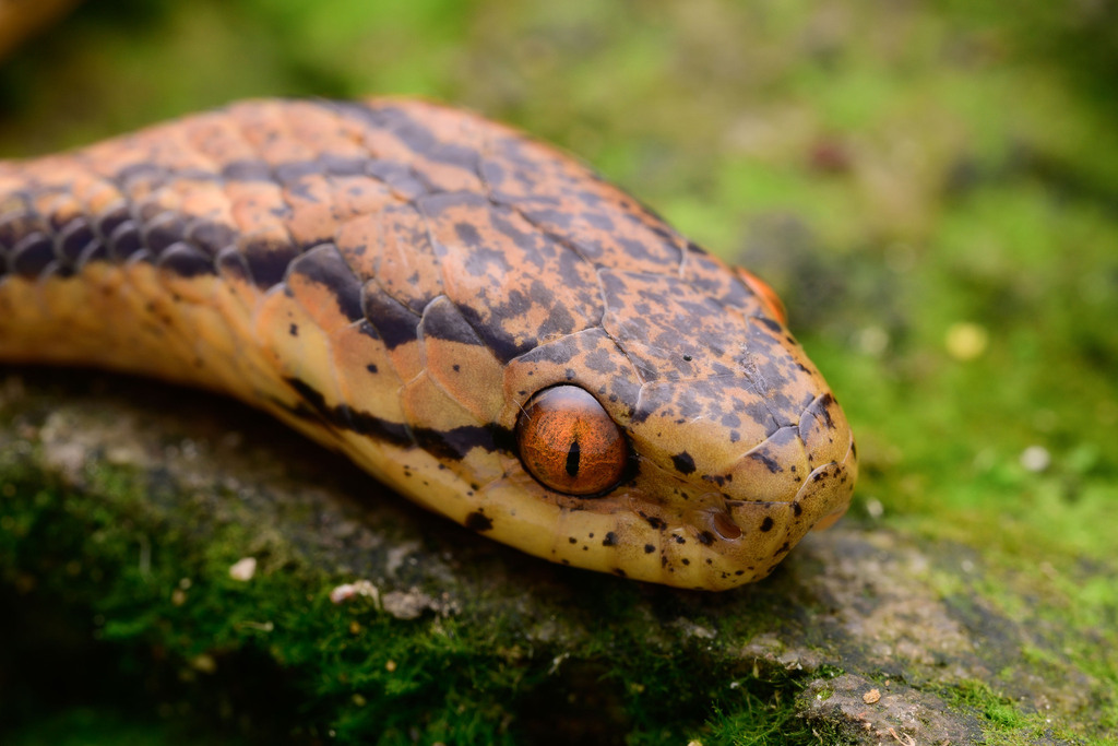 Boulenger's Slug Snake from 中国浙江省杭州市西湖区 on June 8, 2024 at 08:35 PM by ...