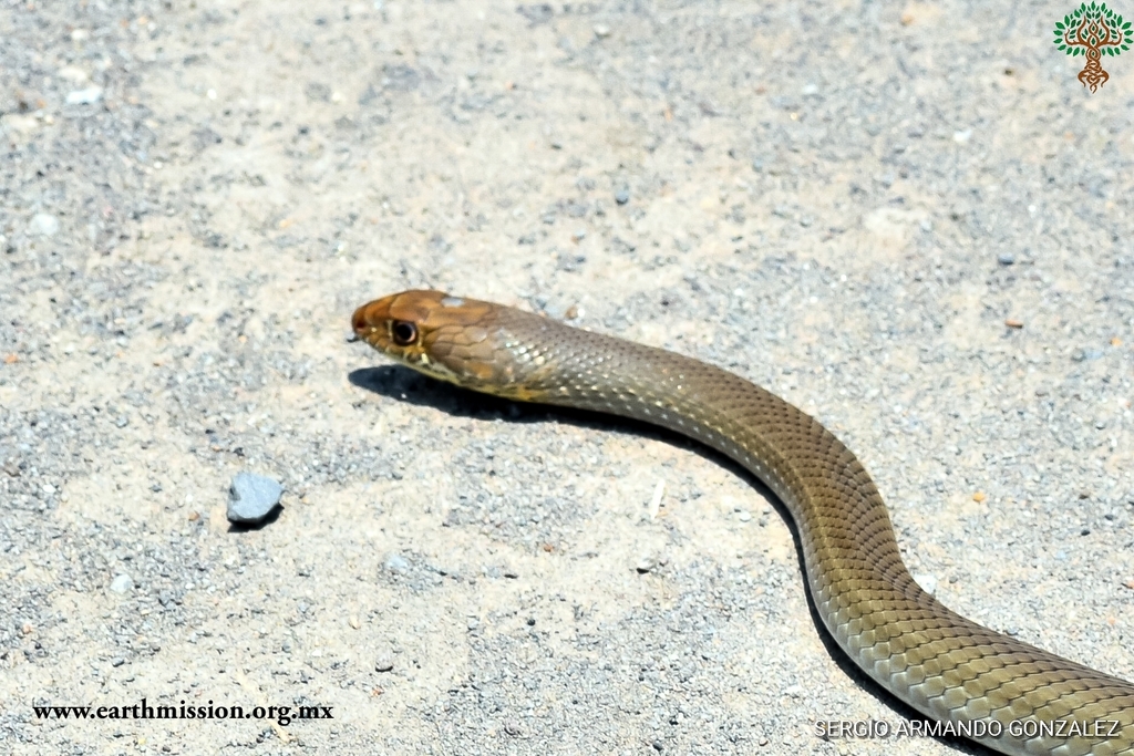 Neotropical Whip Snake from Alvarado, Ver., México on May 19, 2019 at ...