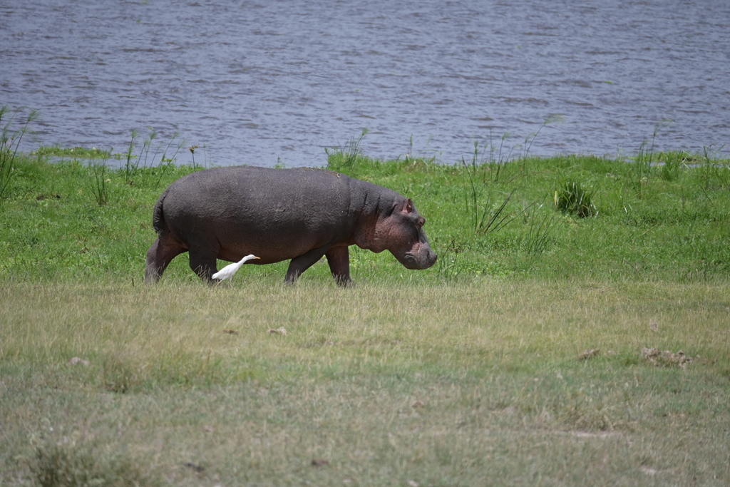Common Hippopotamus in April 2024 by Marja Seipp · iNaturalist