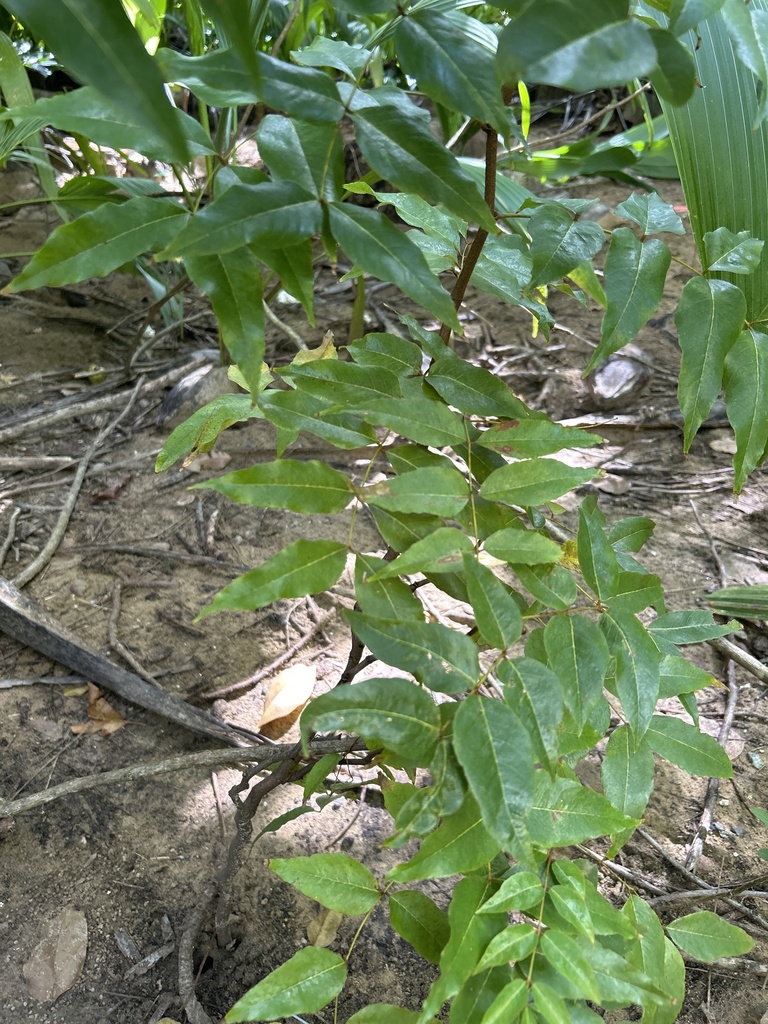 Cobana Negra in June 2024 by Bianca Escobar · iNaturalist