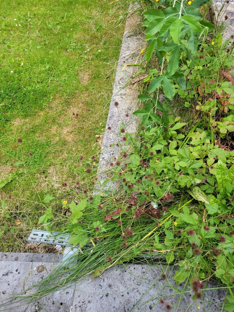 Wood Avens from Zochonis Building, Manchester M13 9GB, UK on June 11 ...