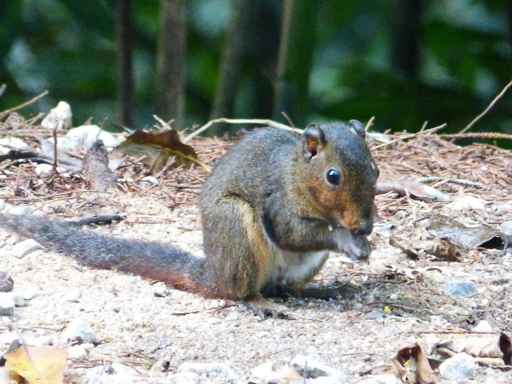 Asian Red-cheeked Squirrel from Fraser's Hill, Pahang, Malaysia on May ...