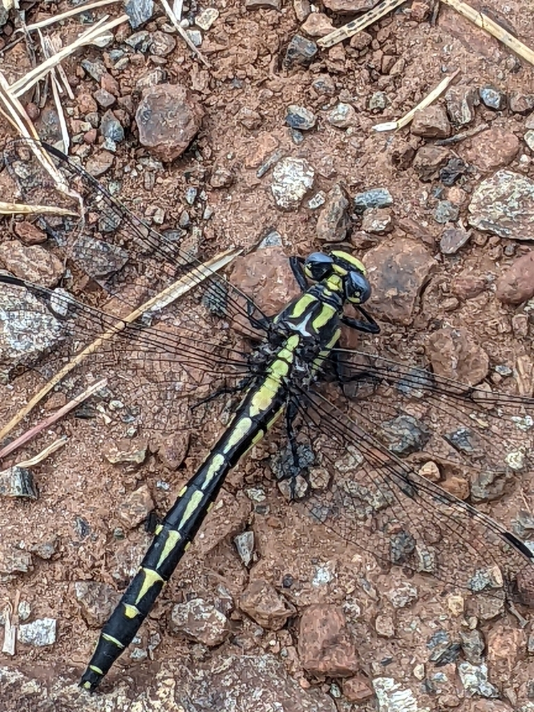 Pacific Clubtail from Seiad Valley, CA 96086, USA on June 8, 2024 at 09 ...