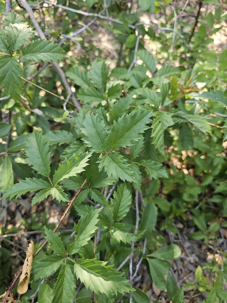 southern dewberry from Circle C South, Austin, TX, USA on June 11, 2024 ...