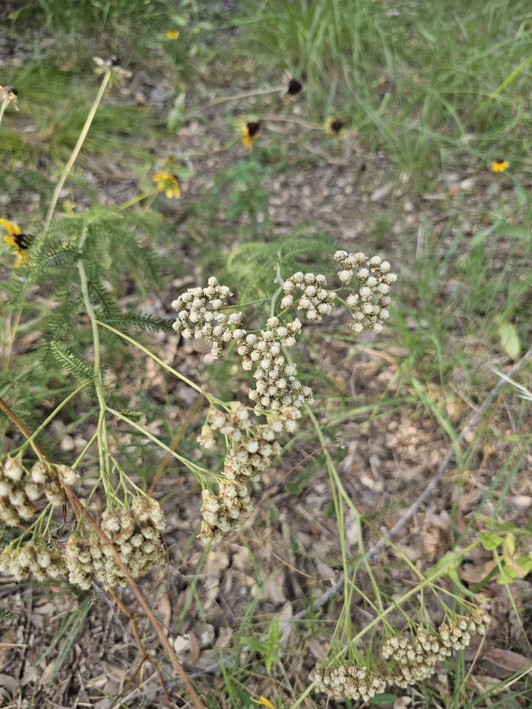common yarrow from Circle C South, Austin, TX, USA on June 11, 2024 at ...