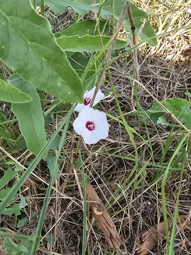 Texas bindweed from Circle C Ranch, Austin, TX, USA on June 11, 2024 at ...