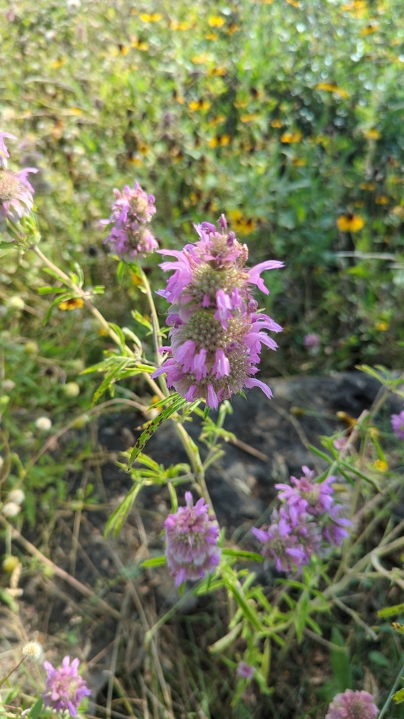 lemon beebalm from Circle C Ranch, Austin, TX, USA on June 11, 2024 at ...