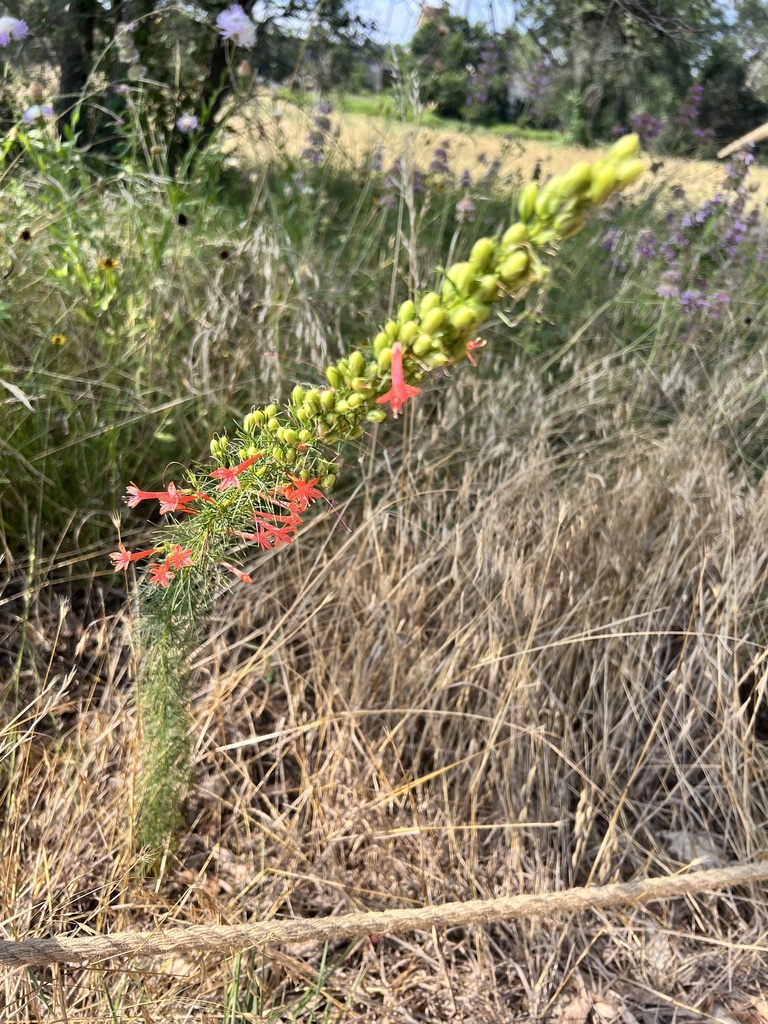 standing cypress from Lady Bird Johnson Wildflower Center, Austin, TX ...