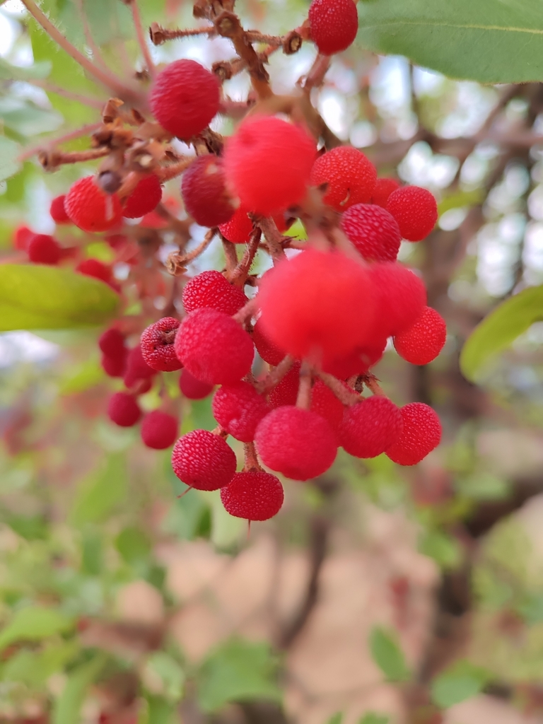 madrones from 50685 Méx., México on June 8, 2024 at 12:41 PM by ...