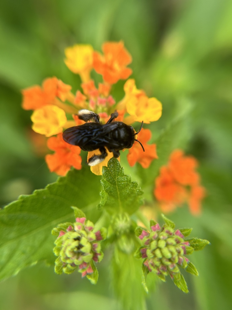 Two-spotted Longhorn Bee from W Plano Pkwy, Plano, TX, US on June 11 ...