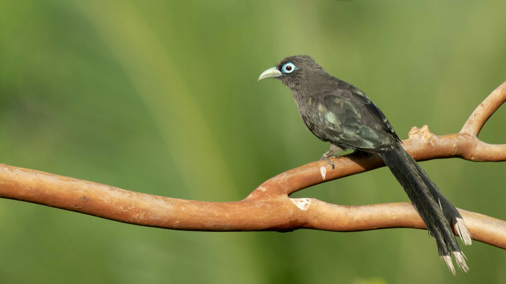 Blue-faced Malkoha from Mannuthy, Thrissur, Kerala, India on June 9 ...