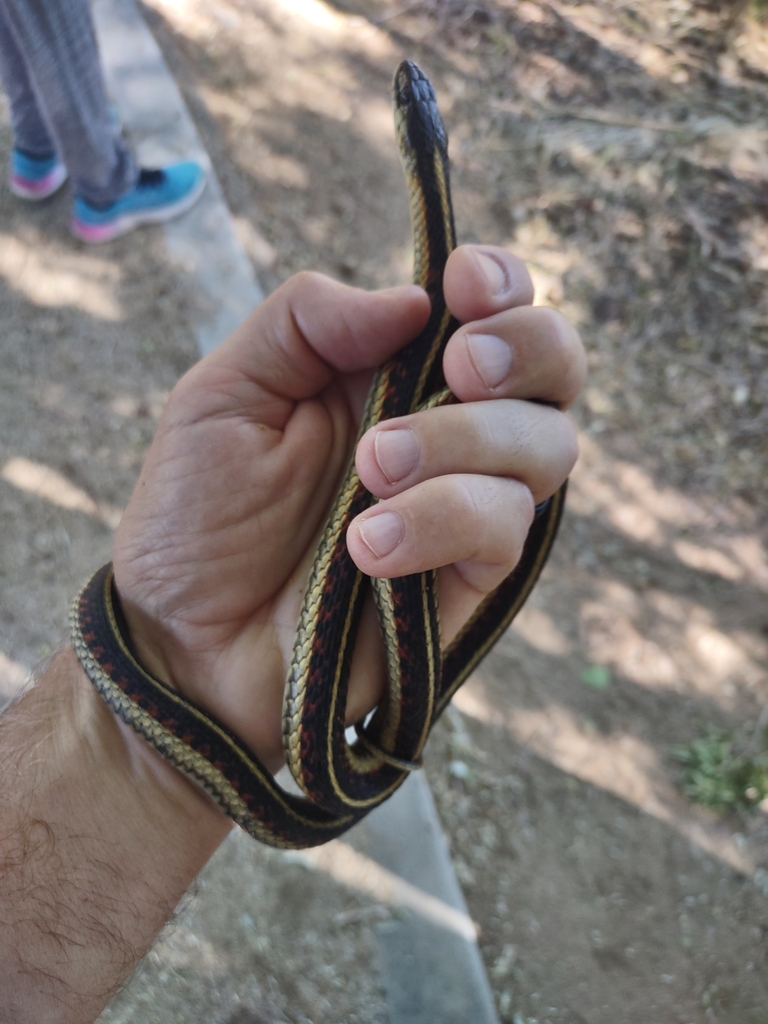 Valley Garter Snake in June 2024 by John Cleckler · iNaturalist