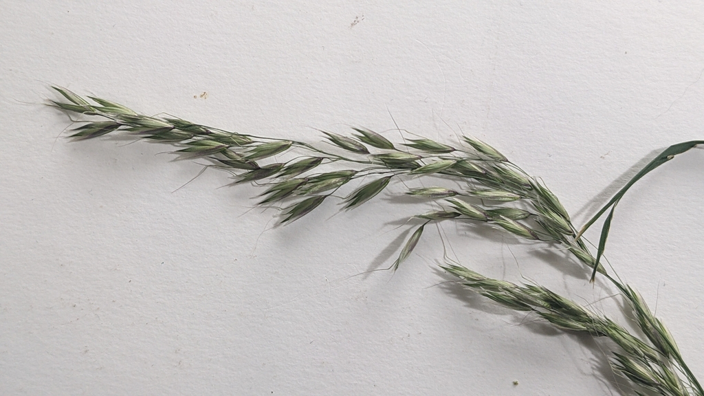 tall oat grass from Lancaster, UK on June 11, 2024 at 05:25 PM by ...
