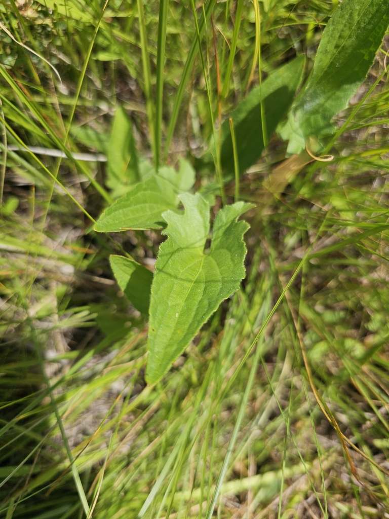 Arrowleaf Violet from Diamond, MO 64840, USA on June 11, 2024 at 11:38 ...