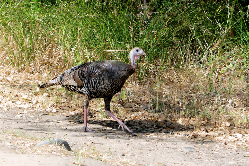 Wild Turkey from Carmichael, CA, USA on June 8, 2024 at 10:02 AM by ...