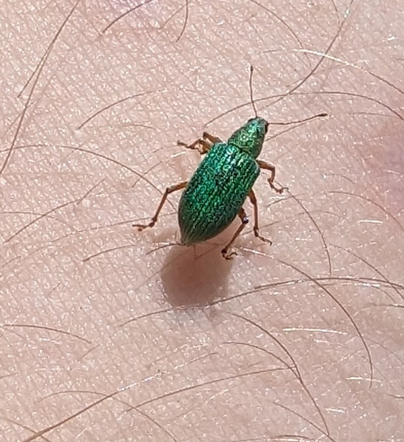 Polydrusus from Rochester, MN, USA on June 11, 2024 at 11:54 AM by ...