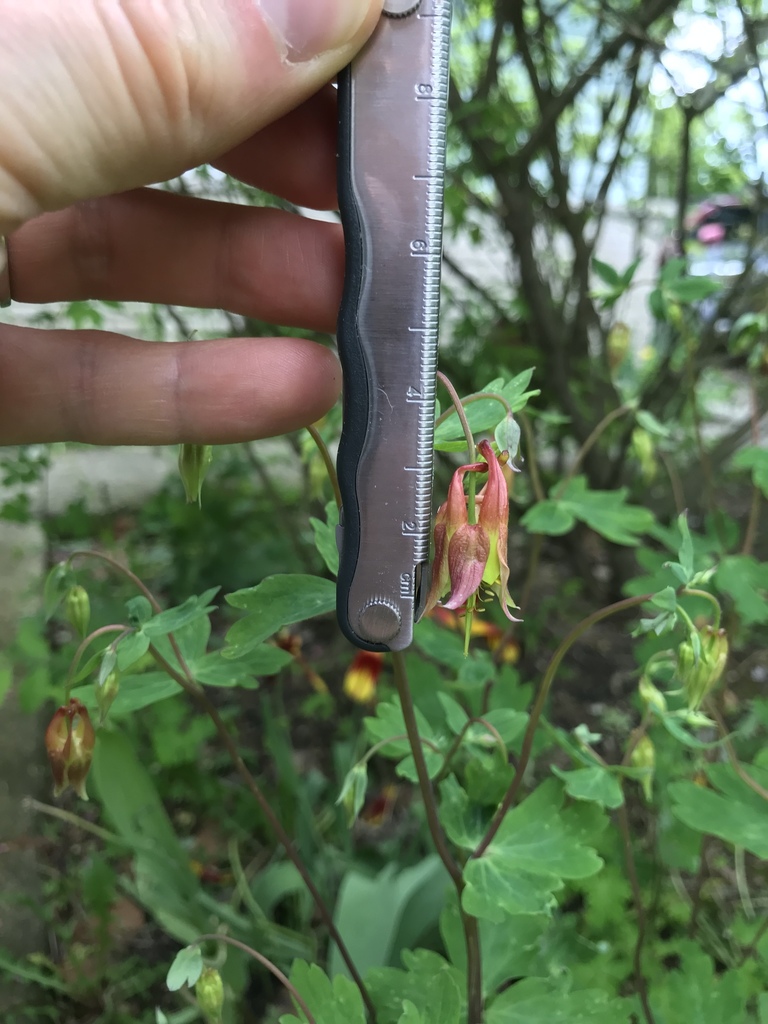 red columbine from 1303 Pershing Ave, Wheaton, IL, US on May 19, 2019 ...